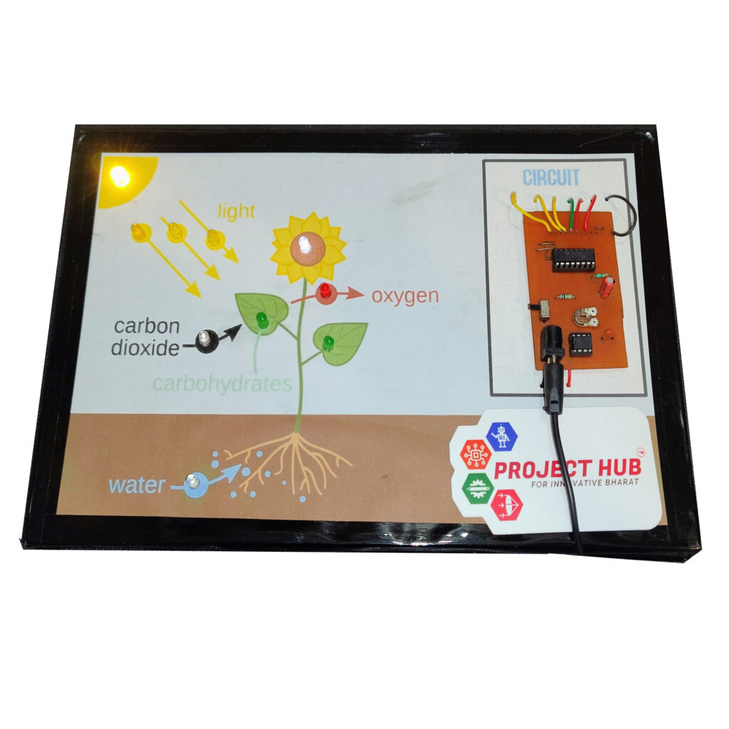 Photosynthesis Model – Biology - Project Hub